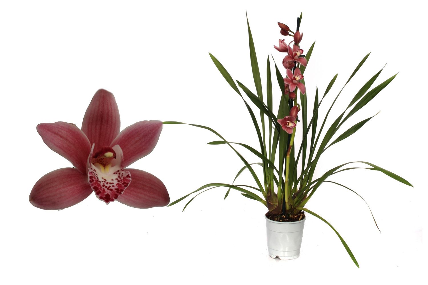 Cymbidium ALLISON SHAW — Plant Wholesale FlorAccess
