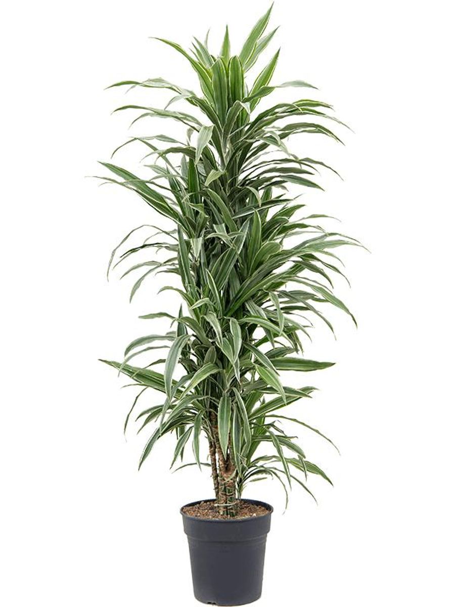 Dracaena fragrans 'Warneckei' — Plant Wholesale FlorAccess