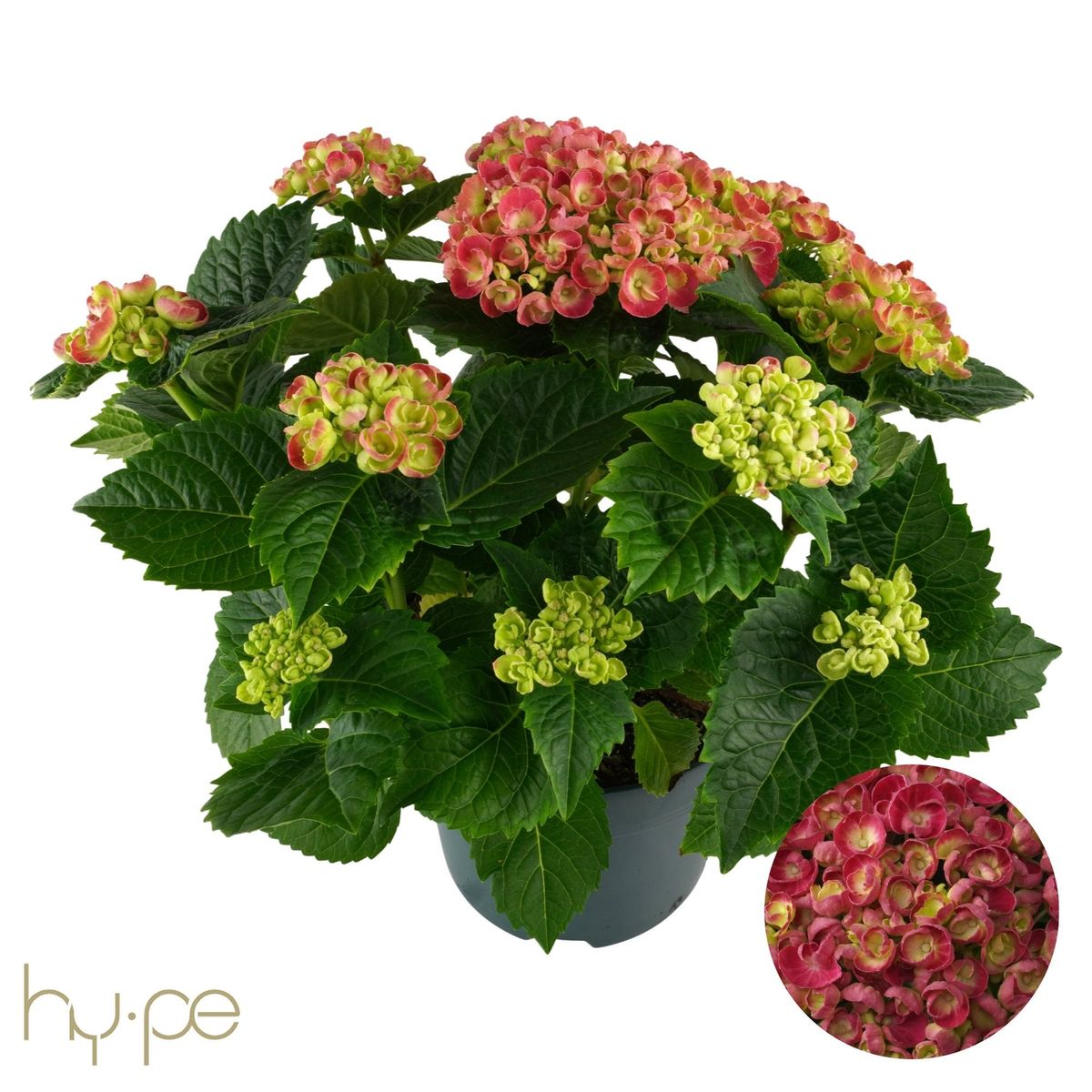 Hydrangea macrophylla CURLY WURLY RED — Plant Wholesale FlorAccess