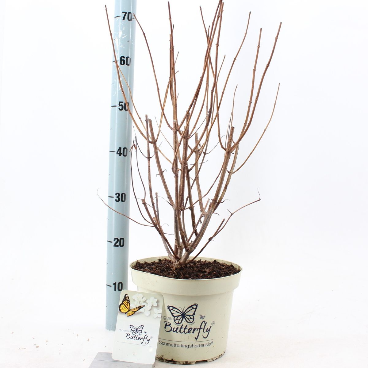 Hydrangea paniculata 'Butterfly' — Plant Wholesale FlorAccess