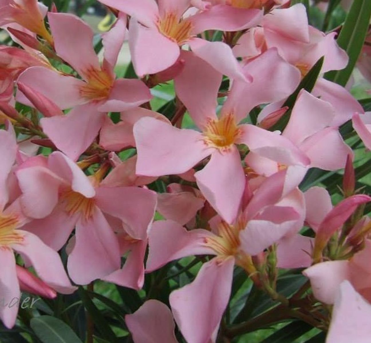 Nerium Oleander Tito Poggi Mayorista De Plantas FlorAccess