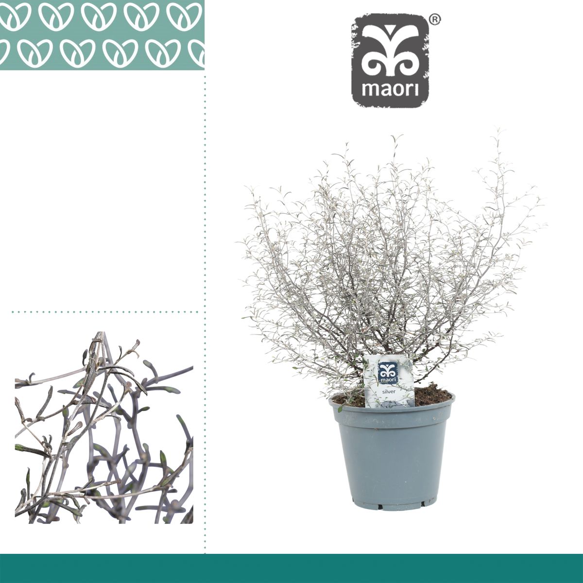 Corokia x virgata MAORI SILVER — Plant Wholesale FlorAccess