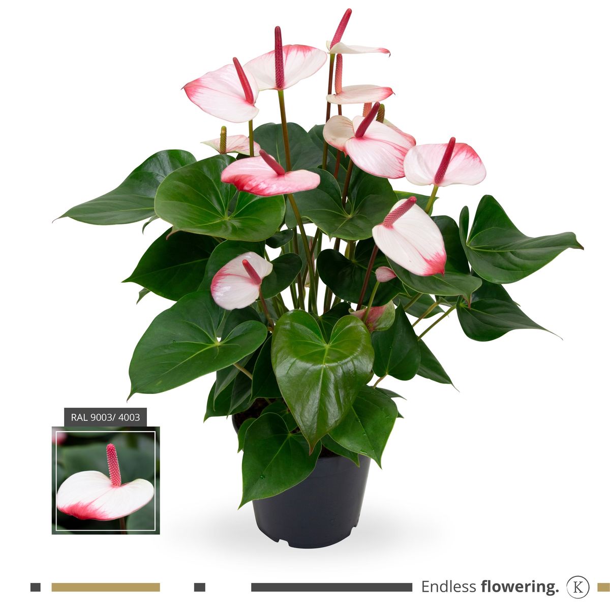 Anthurium KARMA HOTLIPS — Plant Wholesale FlorAccess