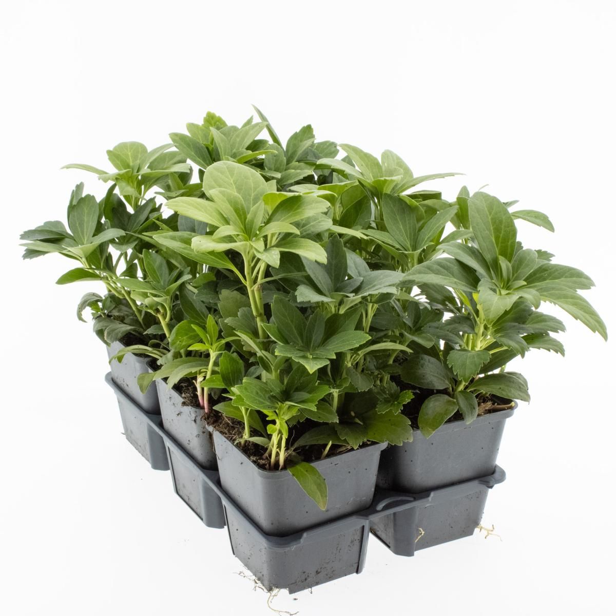 Pachysandra terminalis — Plant Wholesale FlorAccess