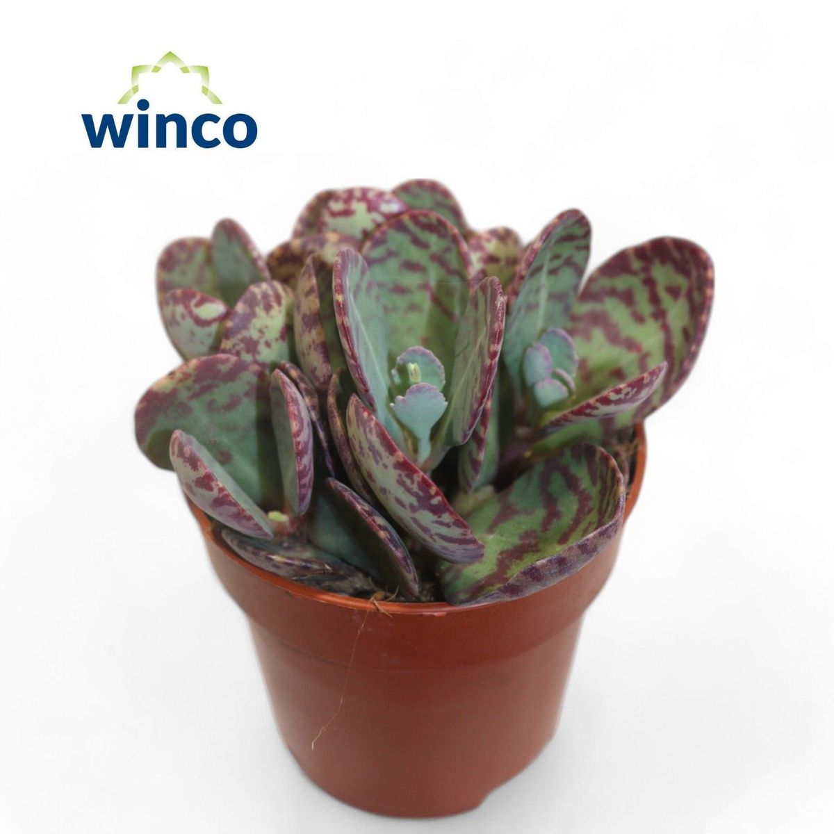 Kalanchoe marmorata — Groothandel in planten FlorAccess
