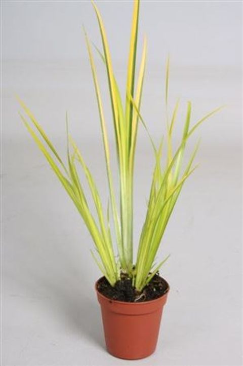 Acorus gramineus 'Ogon' — Plant Wholesale FlorAccess