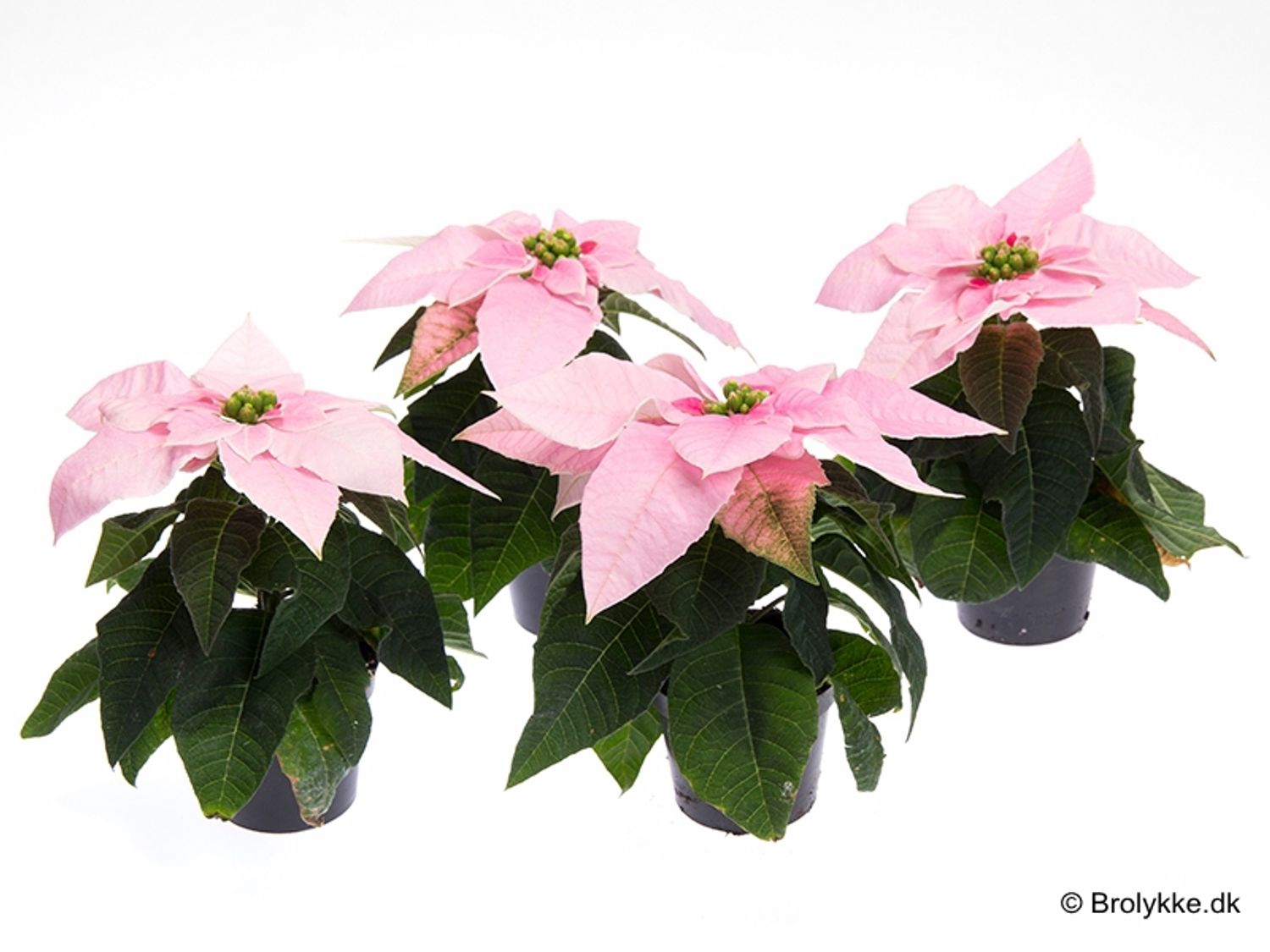 Euphorbia pulcherrima PRINCETTIA PINK — Plant Wholesale FlorAccess