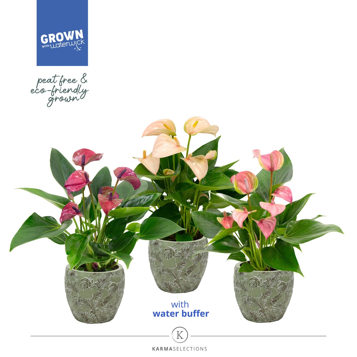 Anthurium KARMA MULTIFLORA MIX — Plant Wholesale FlorAccess