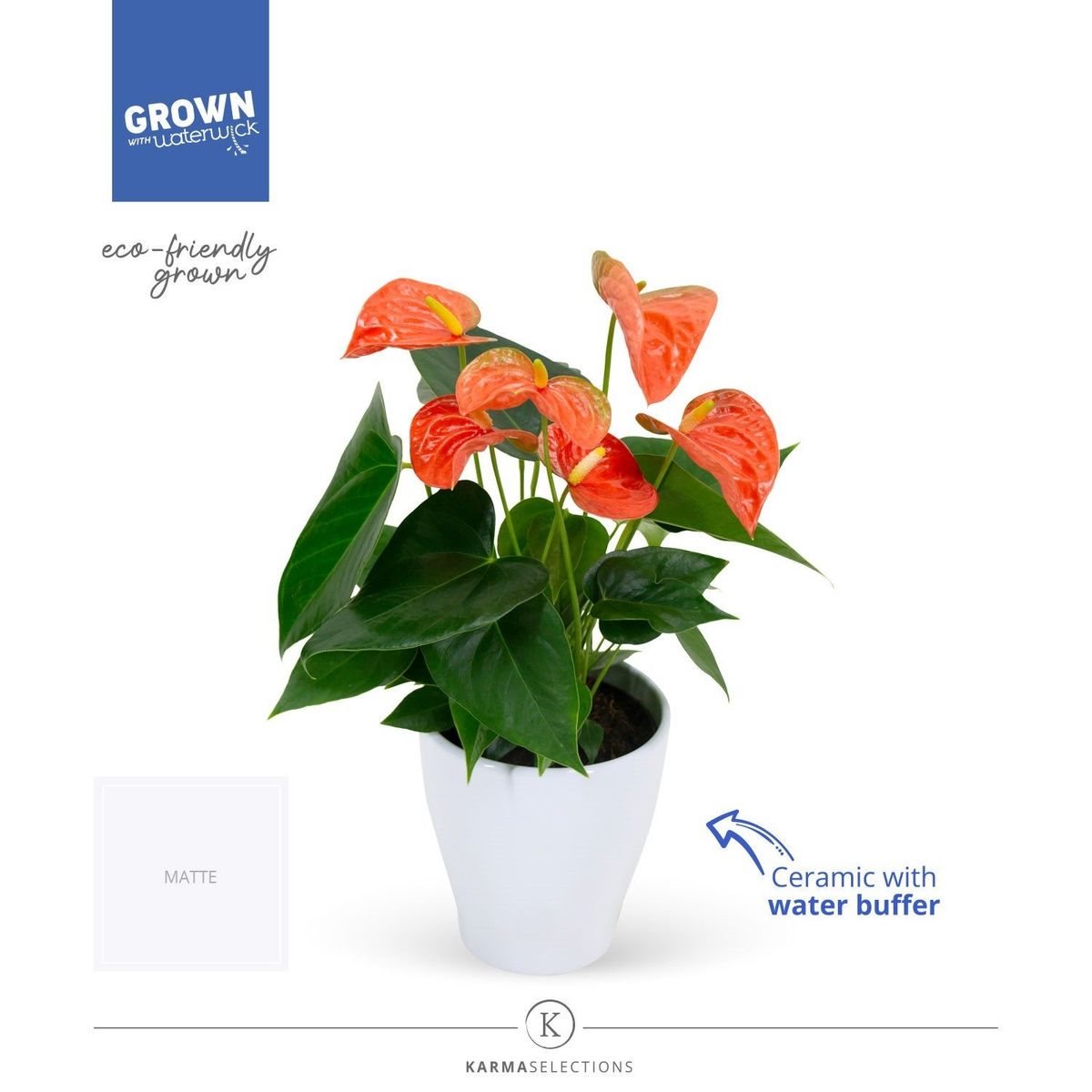 Anthurium KARMA ORANGE — Plant Wholesale FlorAccess