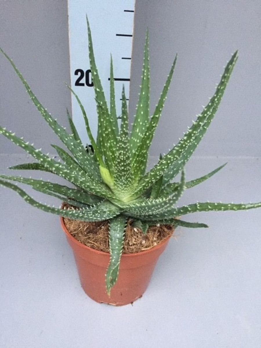 Aloe humilis — Plant Wholesale FlorAccess