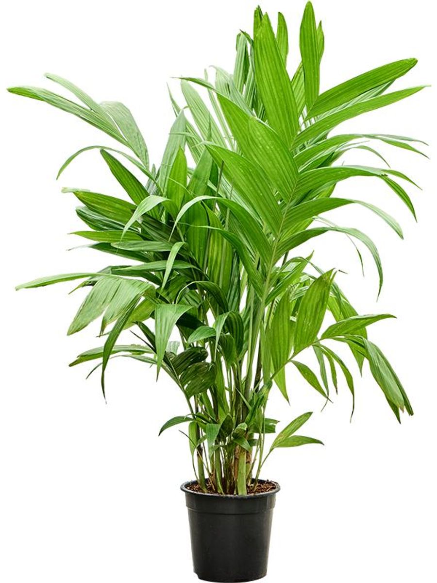 Areca triandra — Plant Wholesale FlorAccess