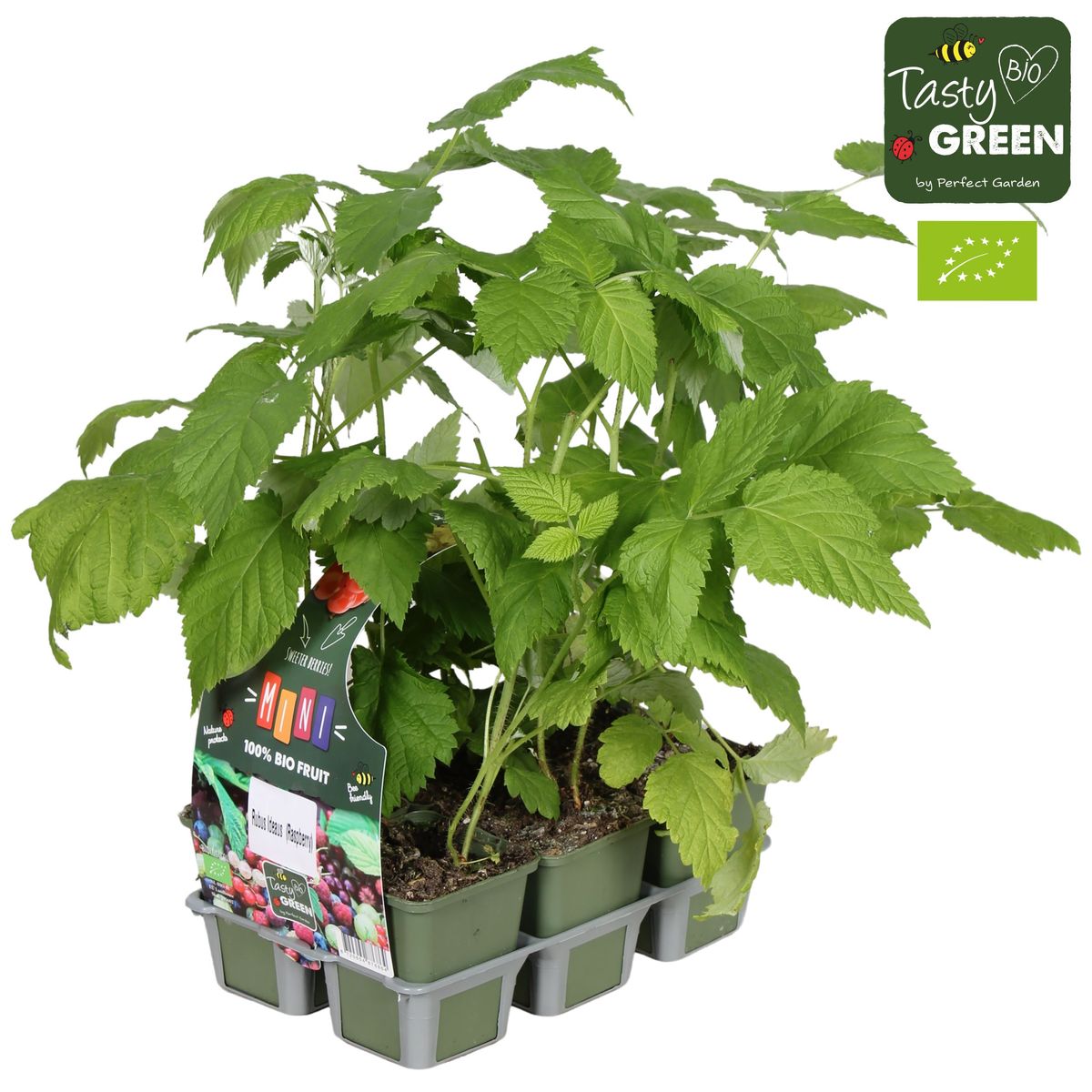 Rubus MIX — Plant Wholesale FlorAccess