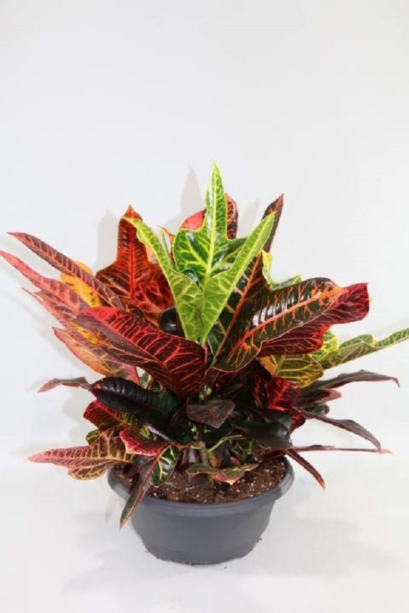 Codiaeum variegatum MIX IN POT — Plant Wholesale FlorAccess