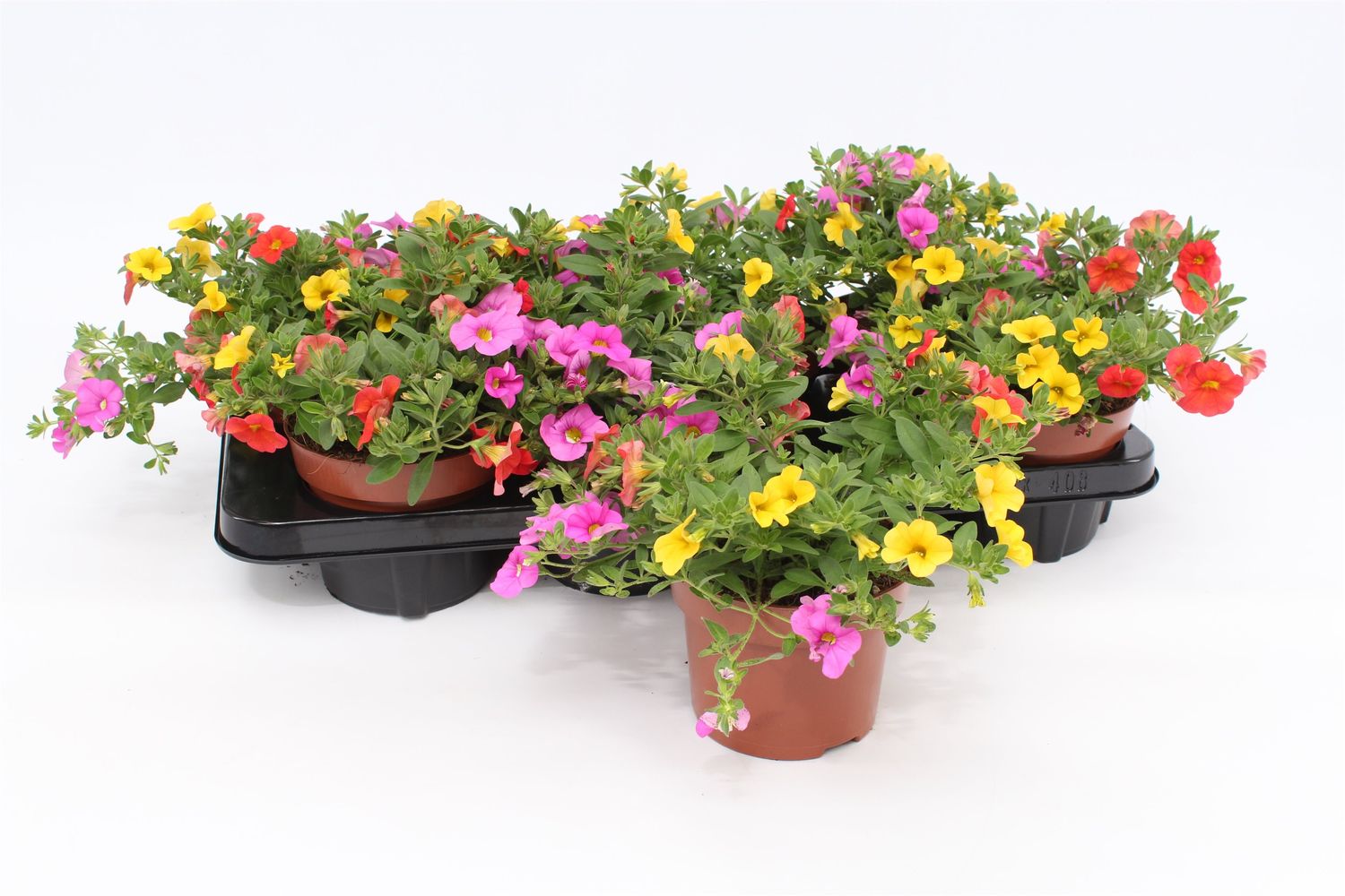 Calibrachoa MIX IN POT — Plant Wholesale FlorAccess