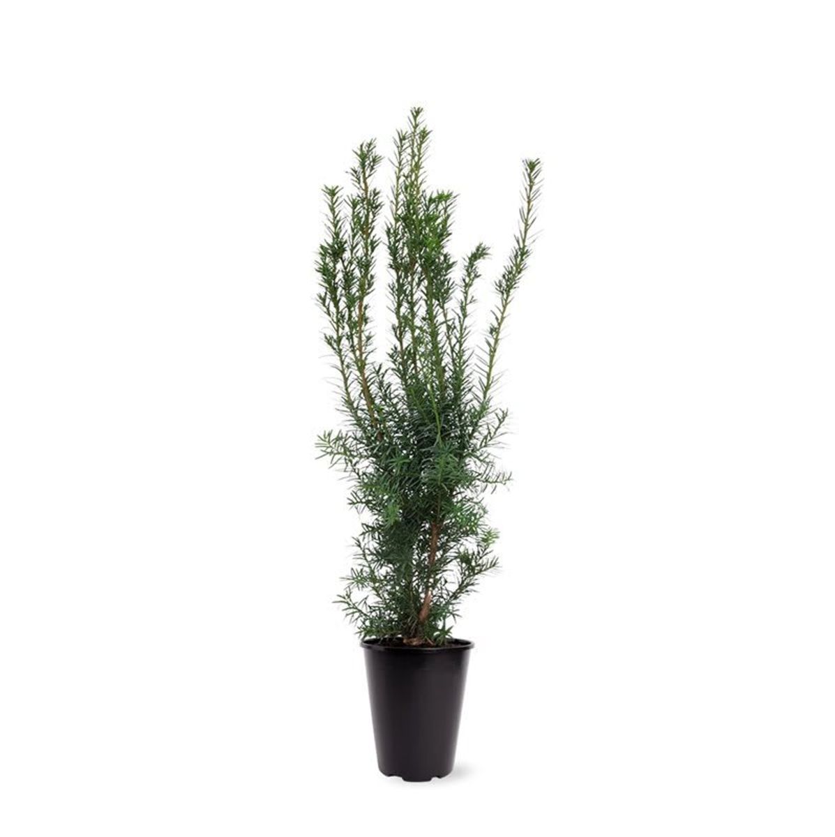 Taxus x media 'Hicksii' — Plant Wholesale FlorAccess