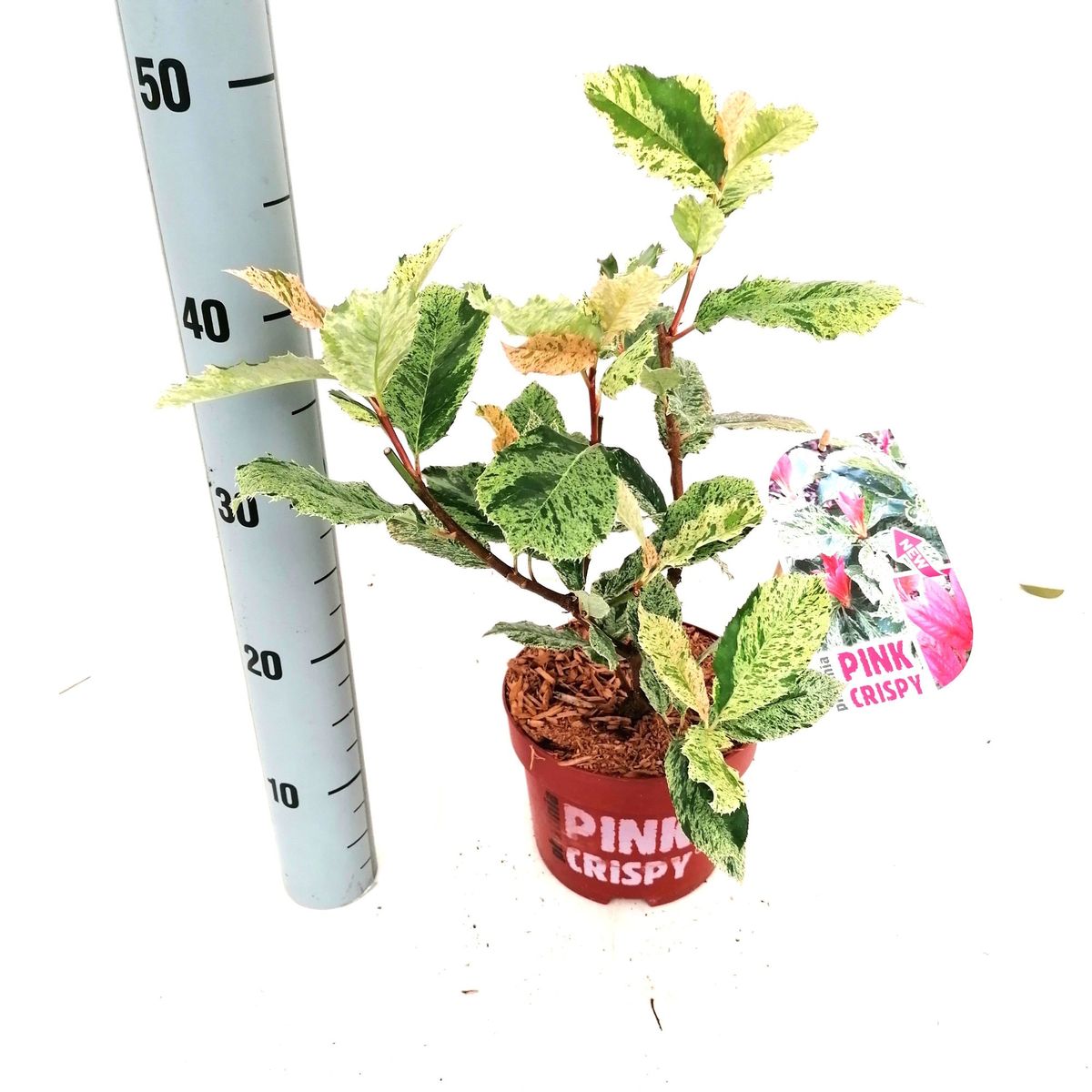 Photinia serratifolia PINK CRISPY — Plant Wholesale FlorAccess