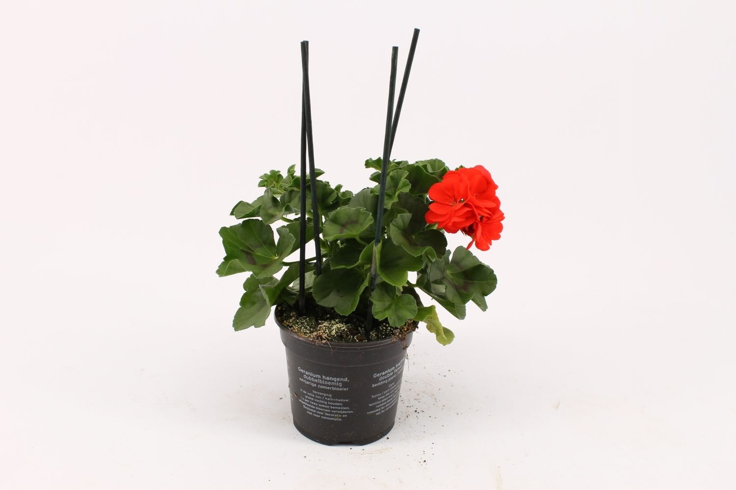 Pelargonium ROYAL FIRE — Plant Wholesale FlorAccess