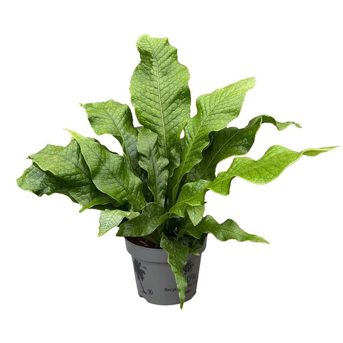 Microsorum musifolium 'Crocodyllus' — Plant Wholesale FlorAccess