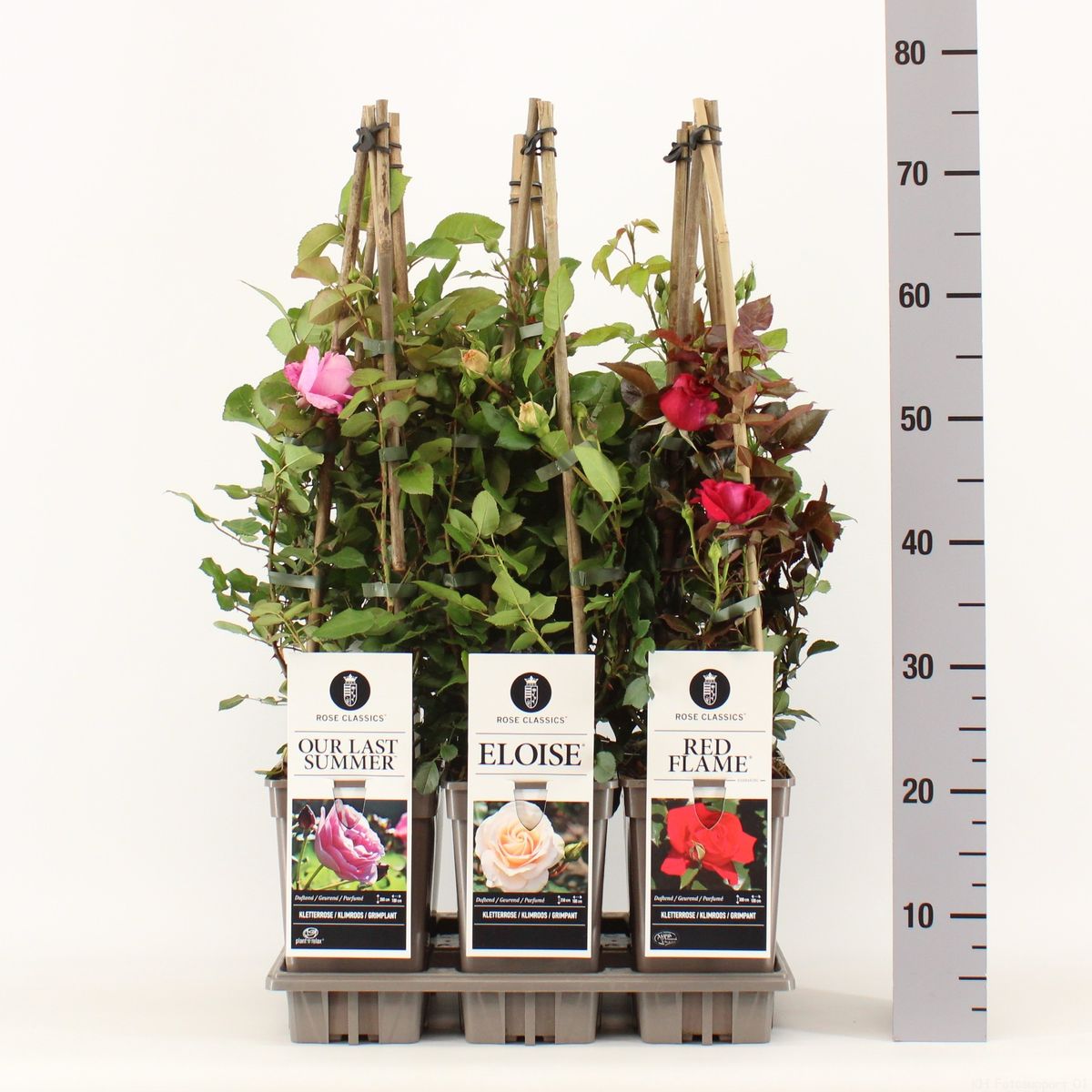 Rosa MIX — Vendita all'ingrosso piante FlorAccess