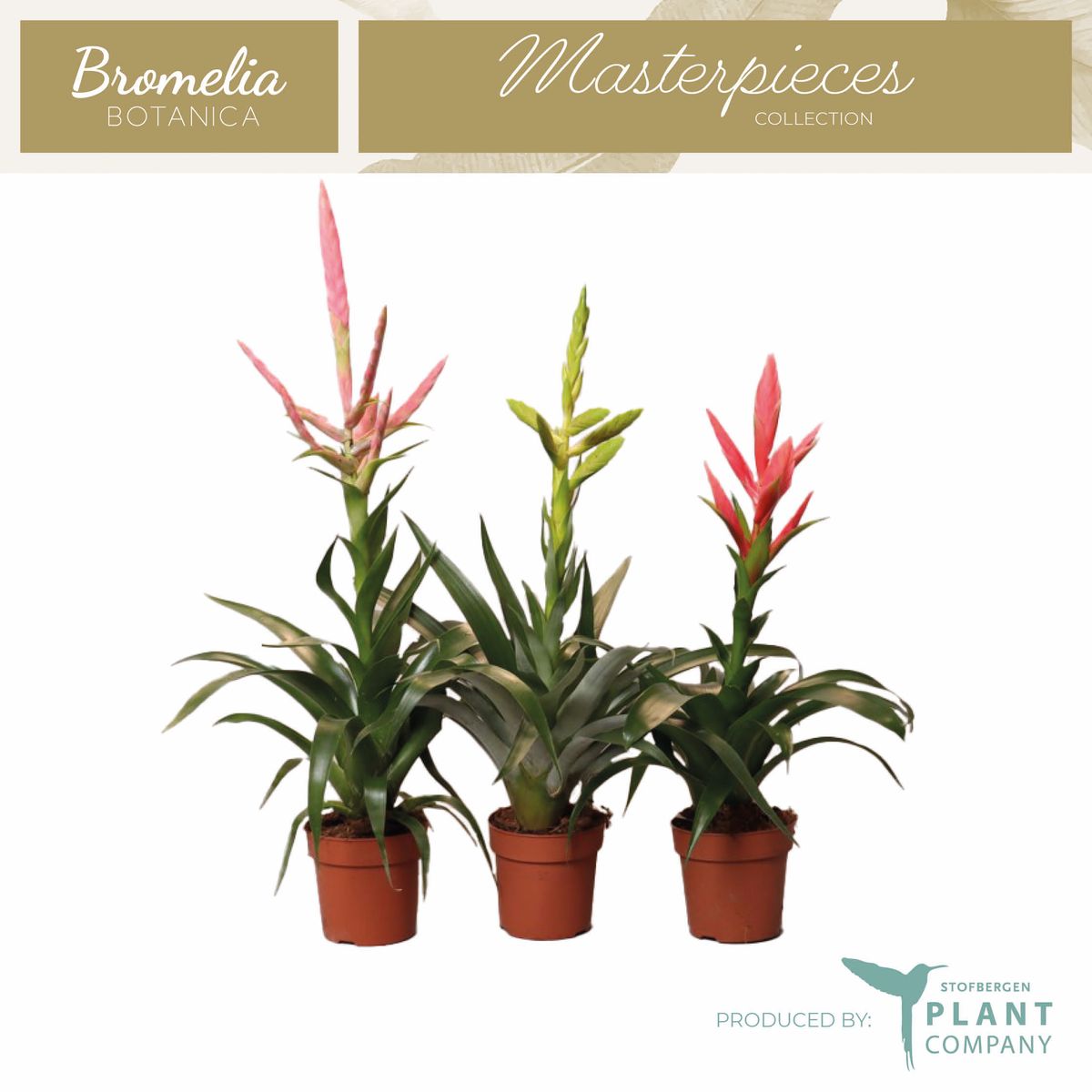 Bromelia MIX — Mayorista de plantas FlorAccess