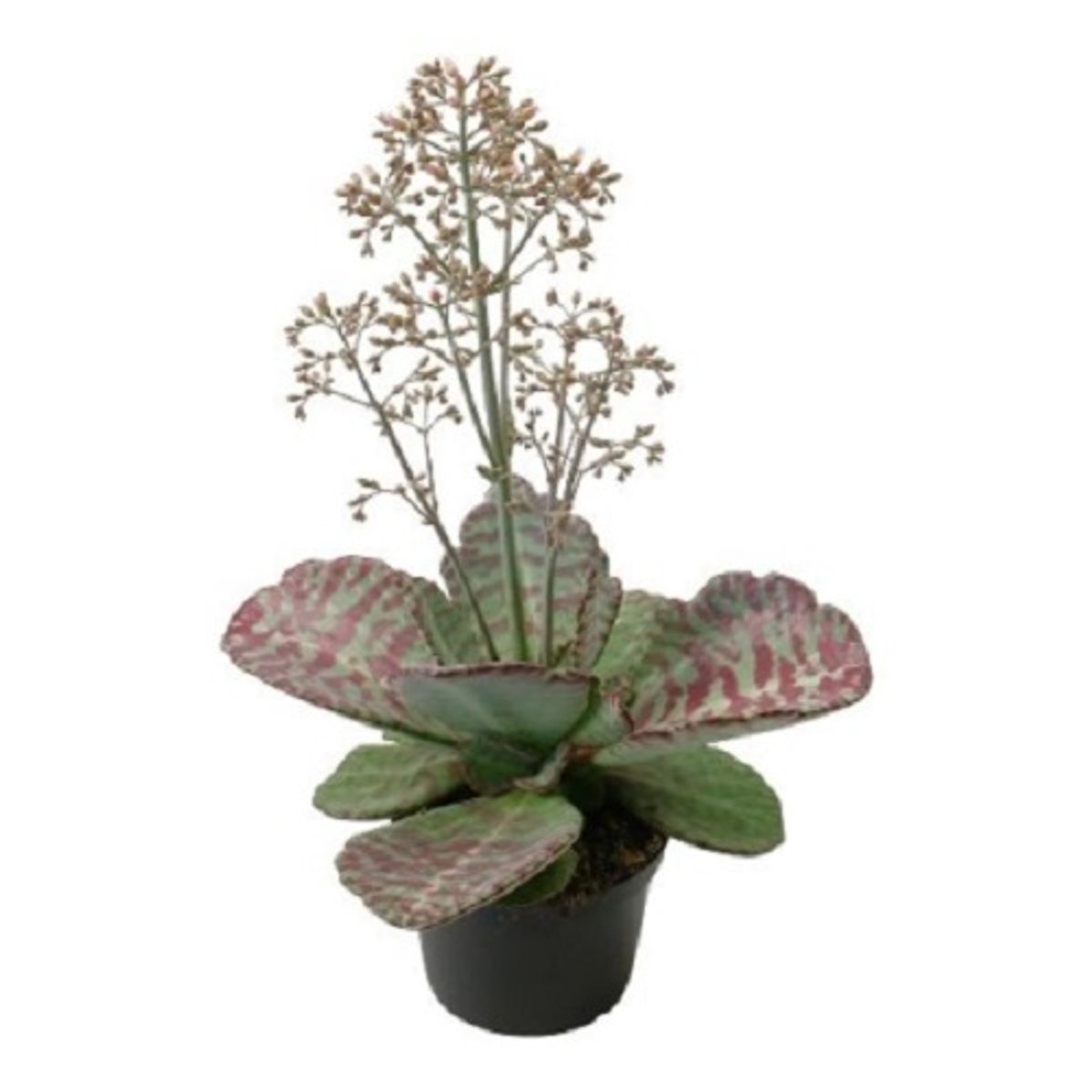 Kalanchoe humilis DESERT SURPRISE — Plant Wholesale FlorAccess