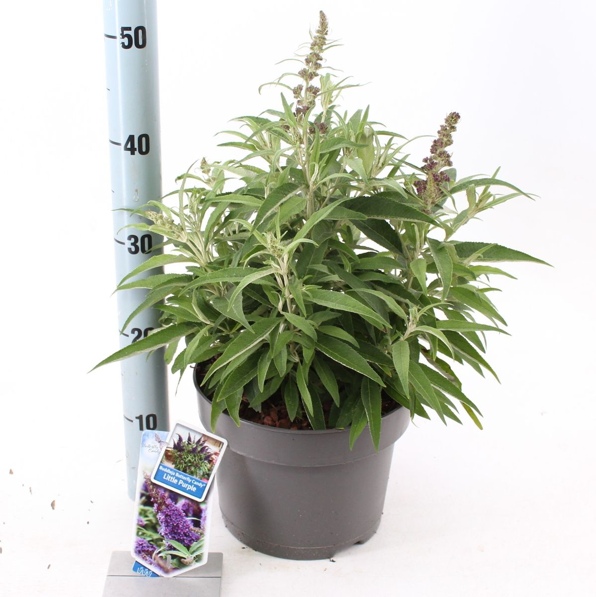 Buddleja davidii BUTTERFLY CANDY LITTLE PURPLE — Plant Wholesale FlorAccess