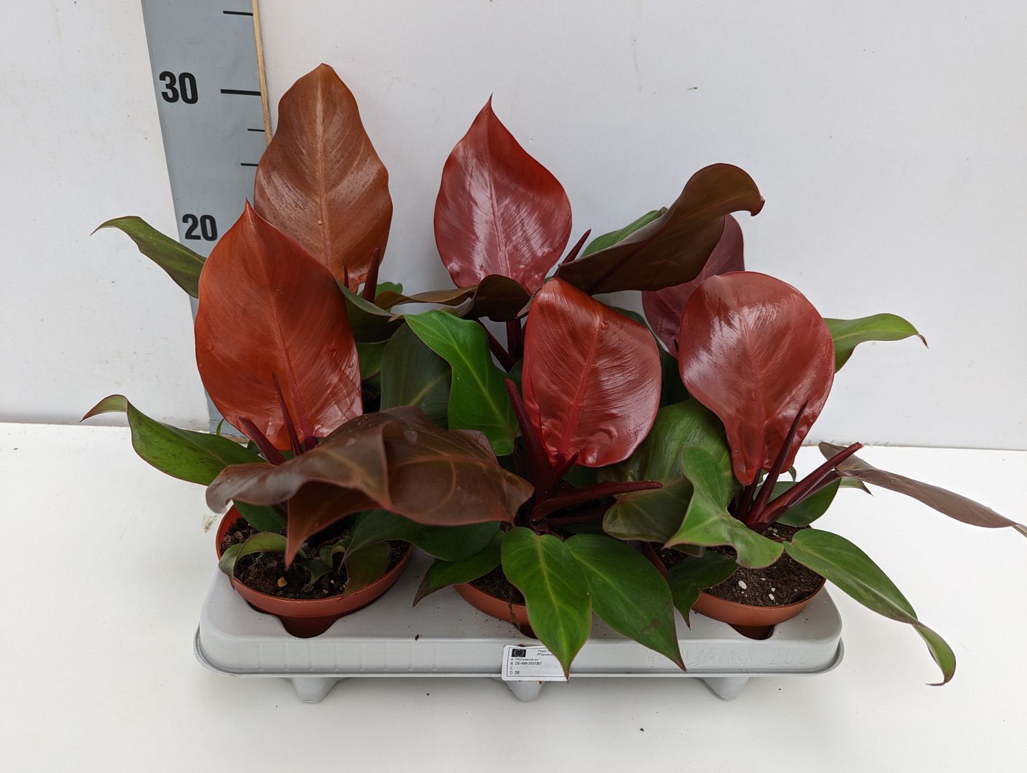 Philodendron 'Sunlight' — Plant Wholesale FlorAccess