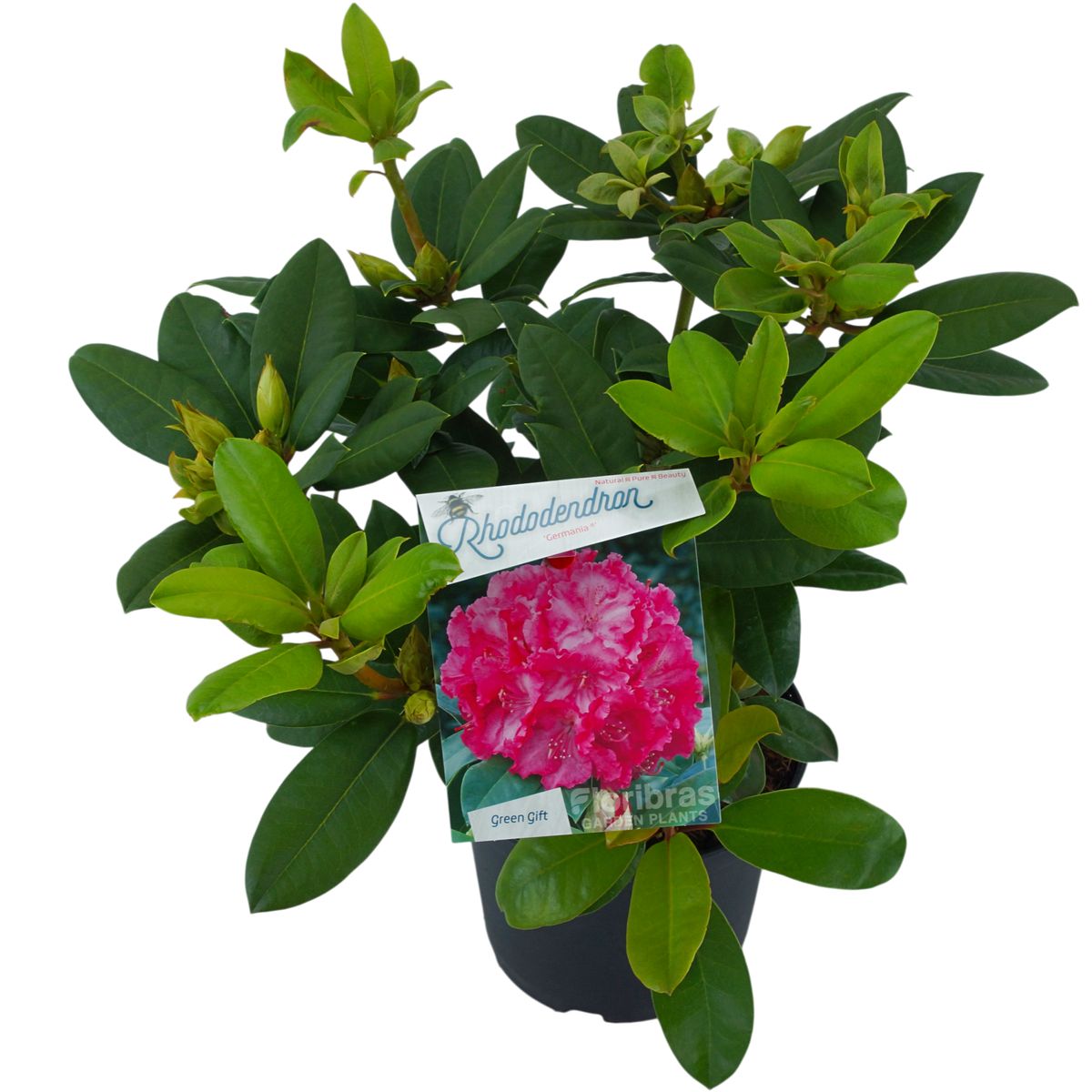 Rhododendron 'Germania' — Plant Wholesale FlorAccess