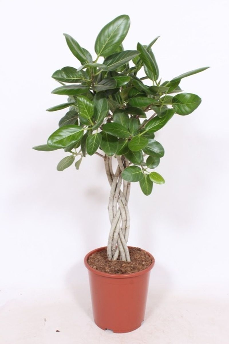 Ficus benghalensis — Plant Wholesale FlorAccess