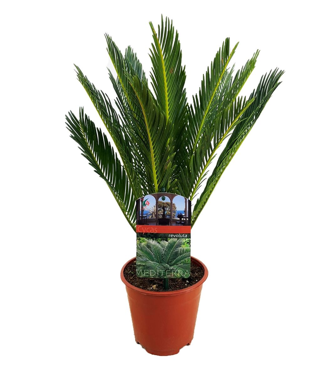 Cycas revoluta — Plant Wholesale FlorAccess