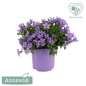 Campanula portenschlagiana 'Ambella Lavender' — Plant Wholesale FlorAccess