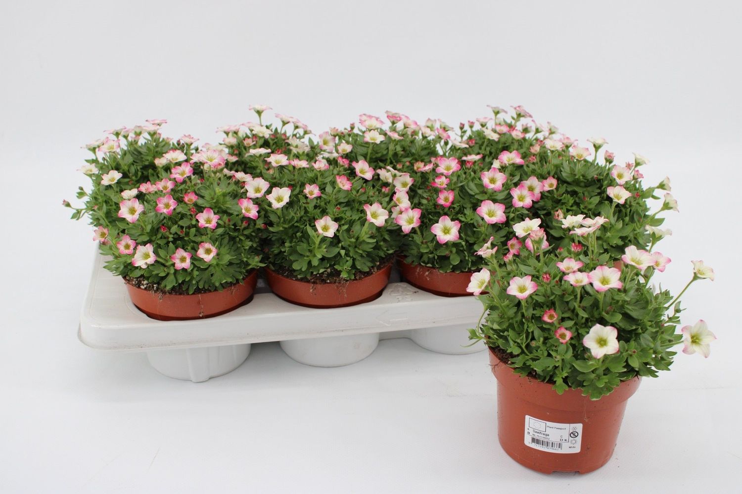 Saxifraga ALPINO EARLY PICOTEE — Plant Wholesale FlorAccess