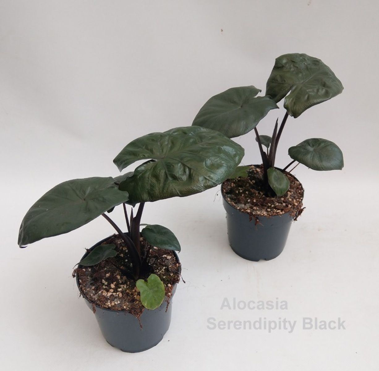 Alocasia 'Serendipity Black' — Plant Wholesale FlorAccess