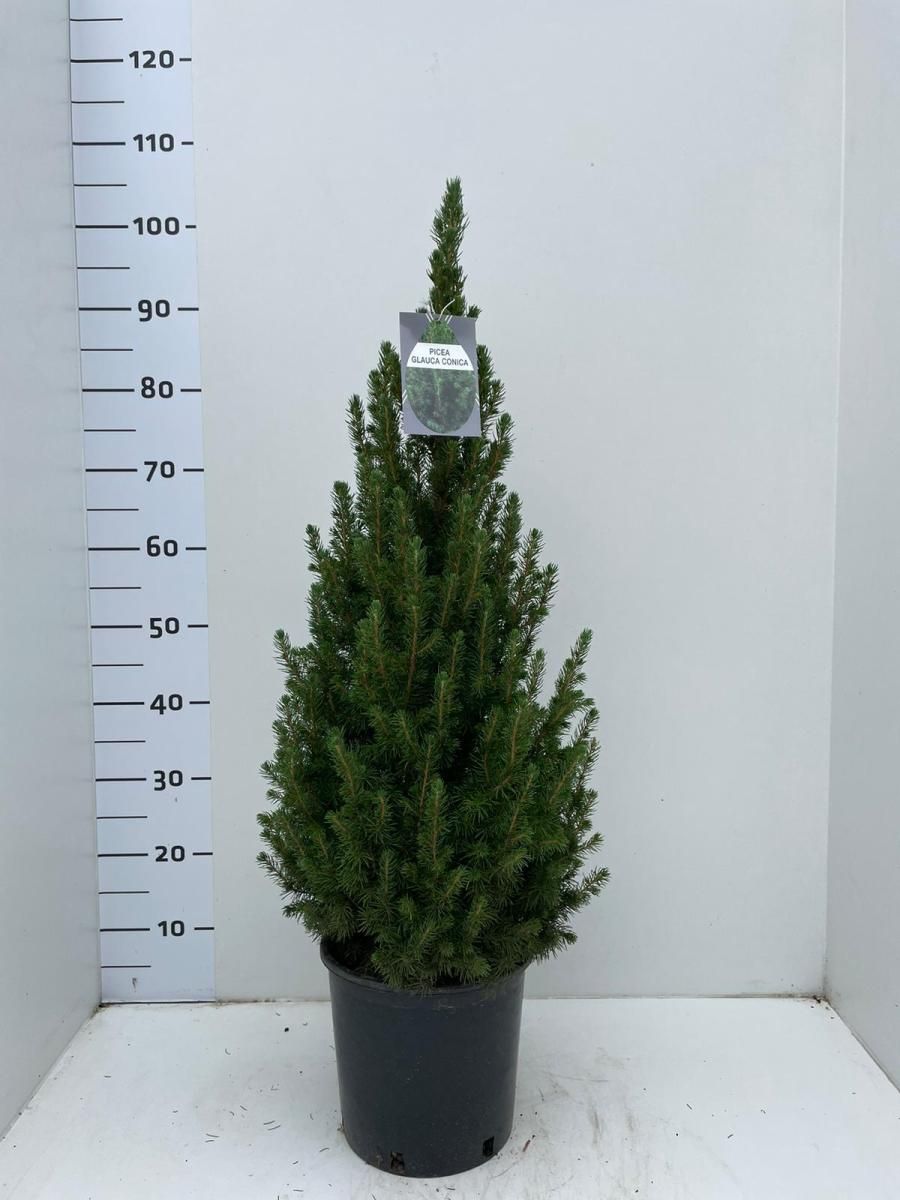 Picea glauca 'Conica' — Plant Wholesale FlorAccess