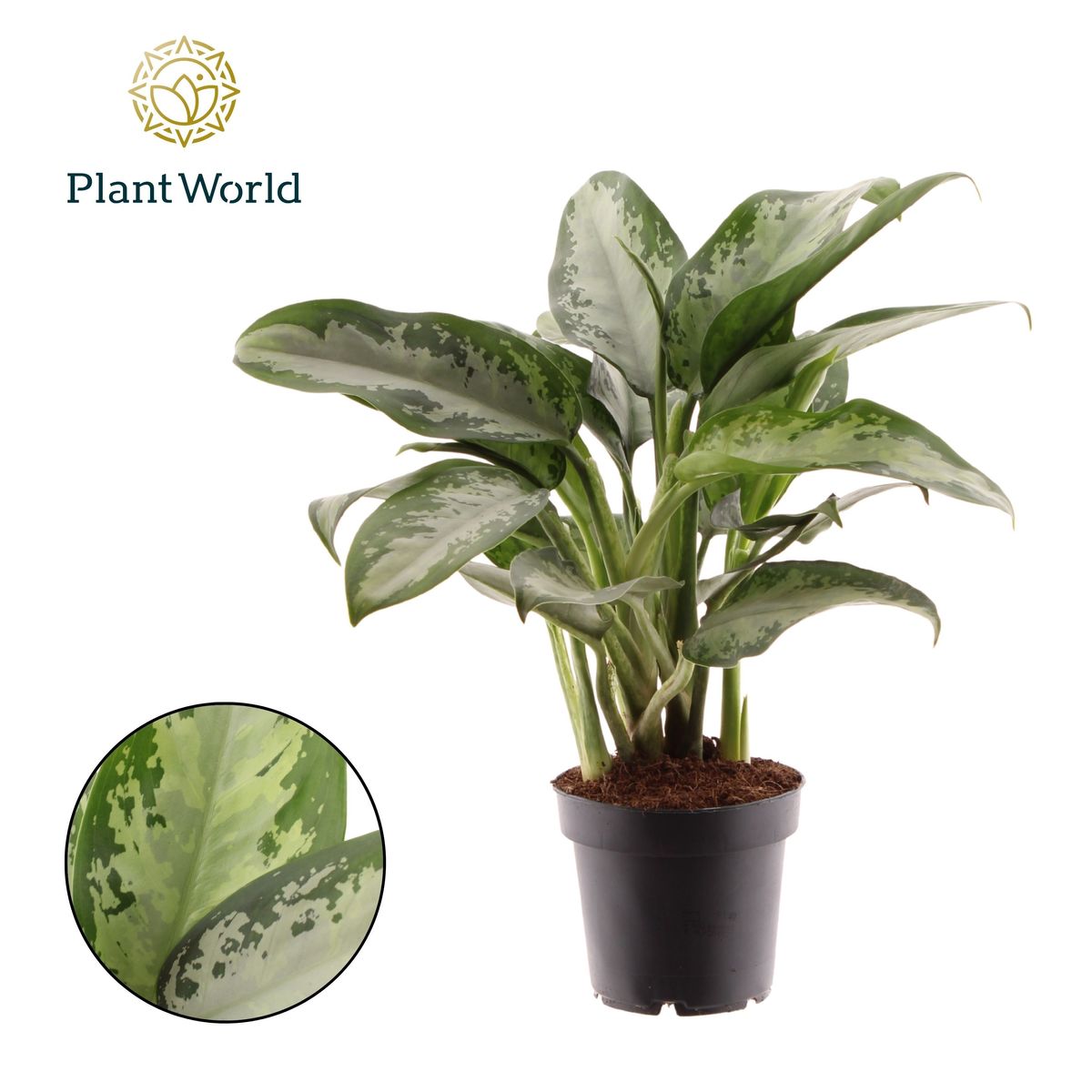 Aglaonema 'Jubilee' — Plant Wholesale FlorAccess