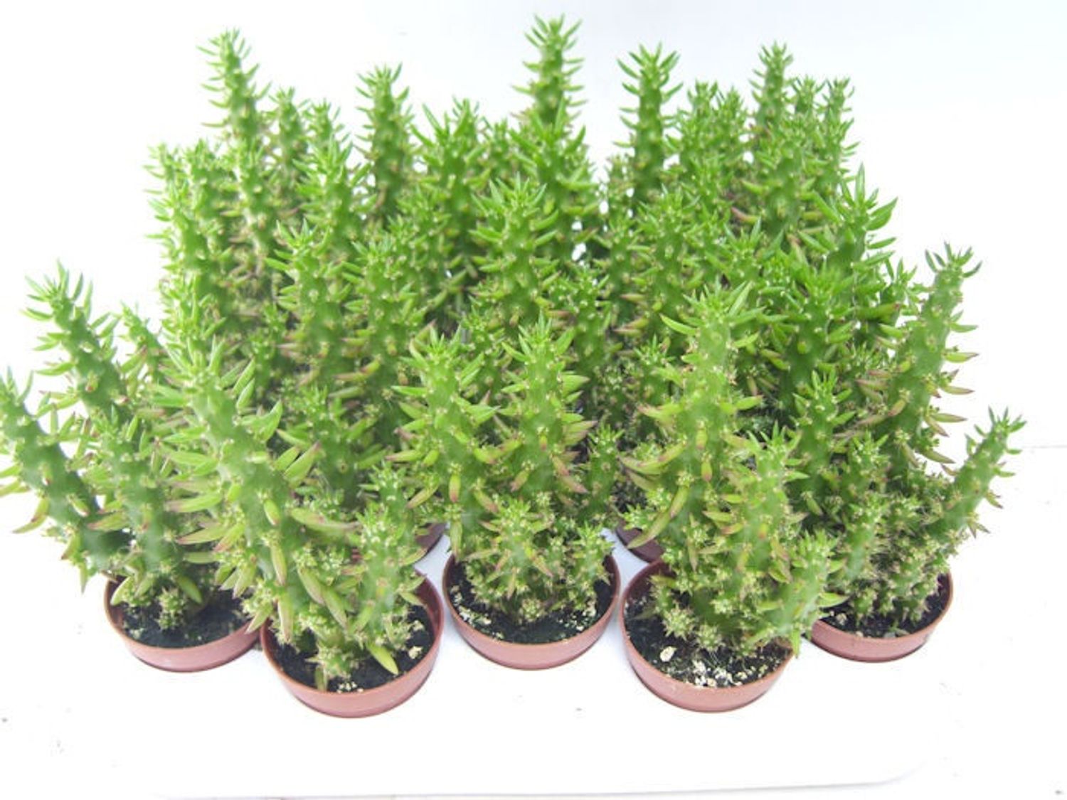 Opuntia subulata — Plant Wholesale FlorAccess