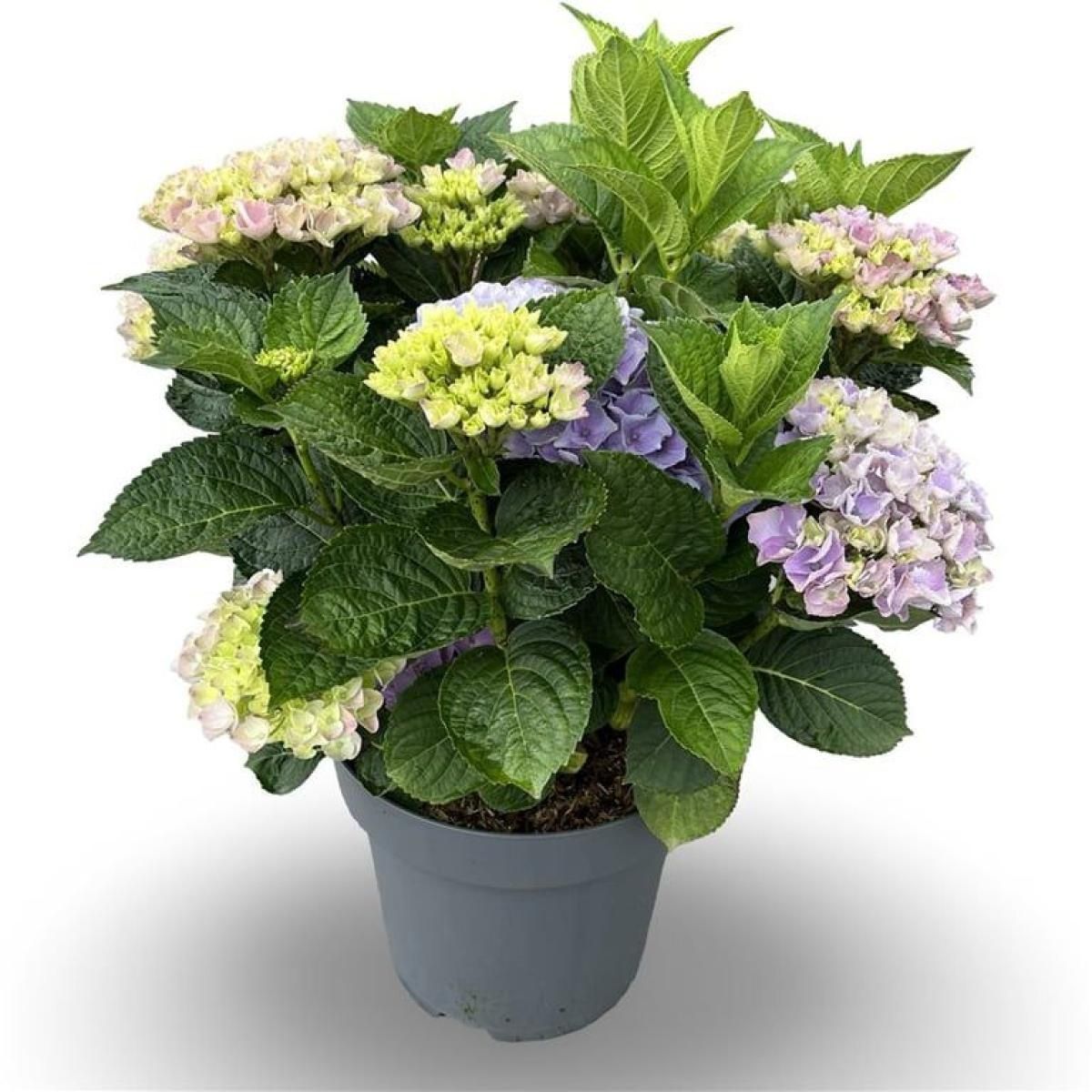 Hydrangea macrophylla 'Bela' — Plant Wholesale FlorAccess
