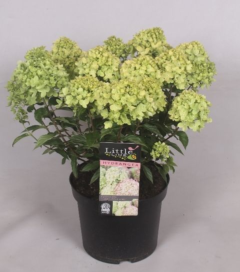 Hydrangea paniculata LITTLE LIME — Plant Wholesale FlorAccess