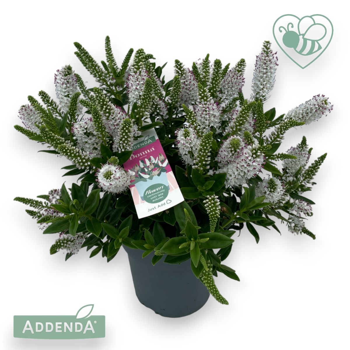 Hebe HEBEDONNA JENNA — Plant Wholesale FlorAccess