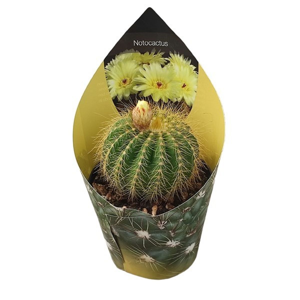 Notocactus magnificus — Plant Wholesale FlorAccess