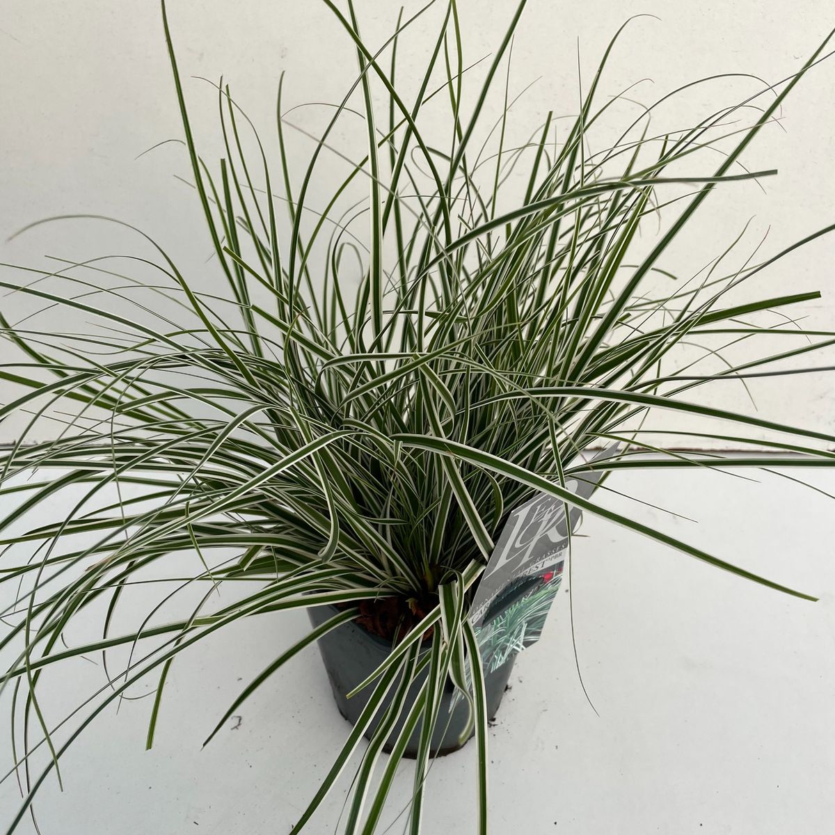 Carex oshimensis EVERCOLOR EVEREST — Plant Wholesale FlorAccess