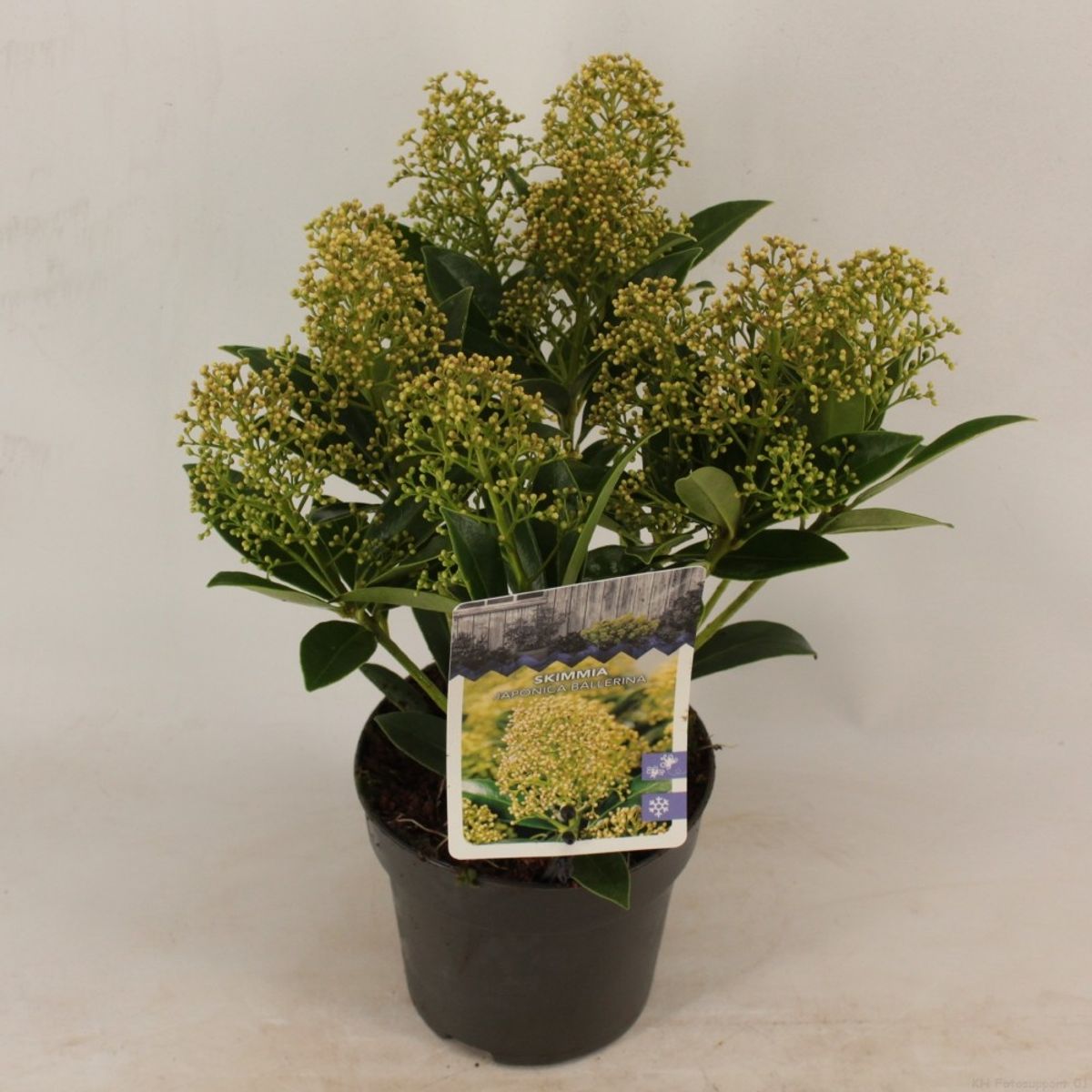 Skimmia japonica 'Ballerina' — Plant Wholesale FlorAccess