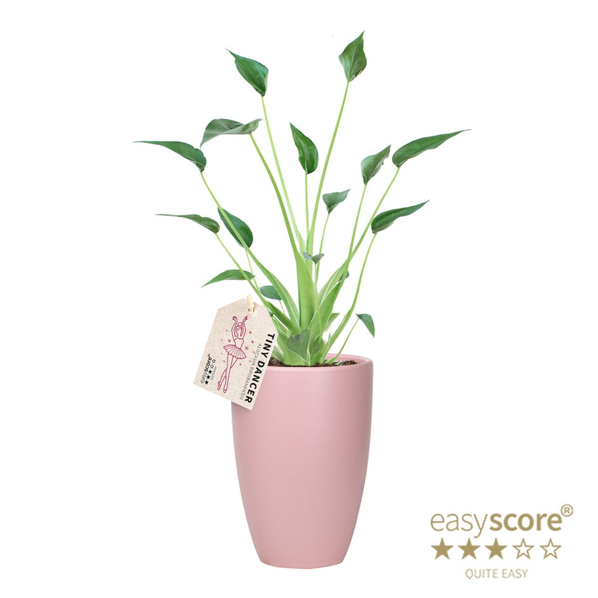 Alocasia 'Tiny Dancer' — Plant Wholesale FlorAccess