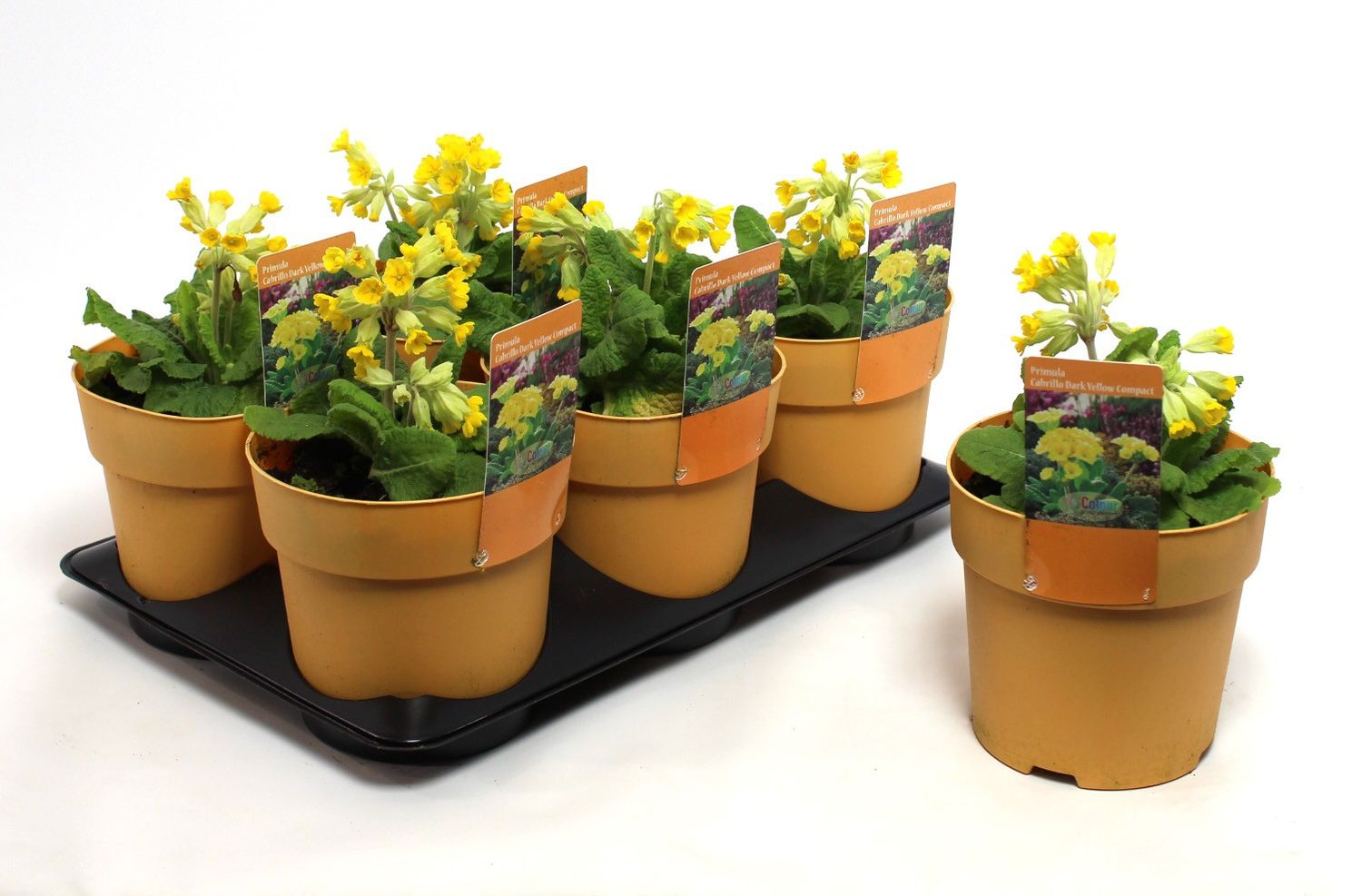 Primula veris 'Cabrillo Dark Yellow Compact' — Plant Wholesale FlorAccess