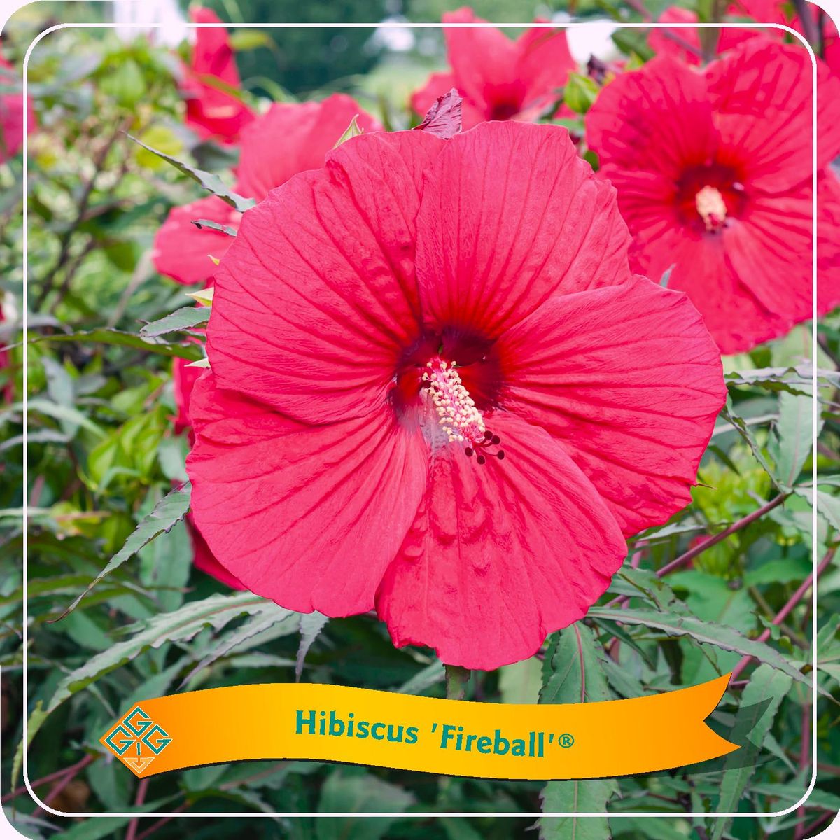 Hibiscus 'Fireball' — Plant Wholesale FlorAccess