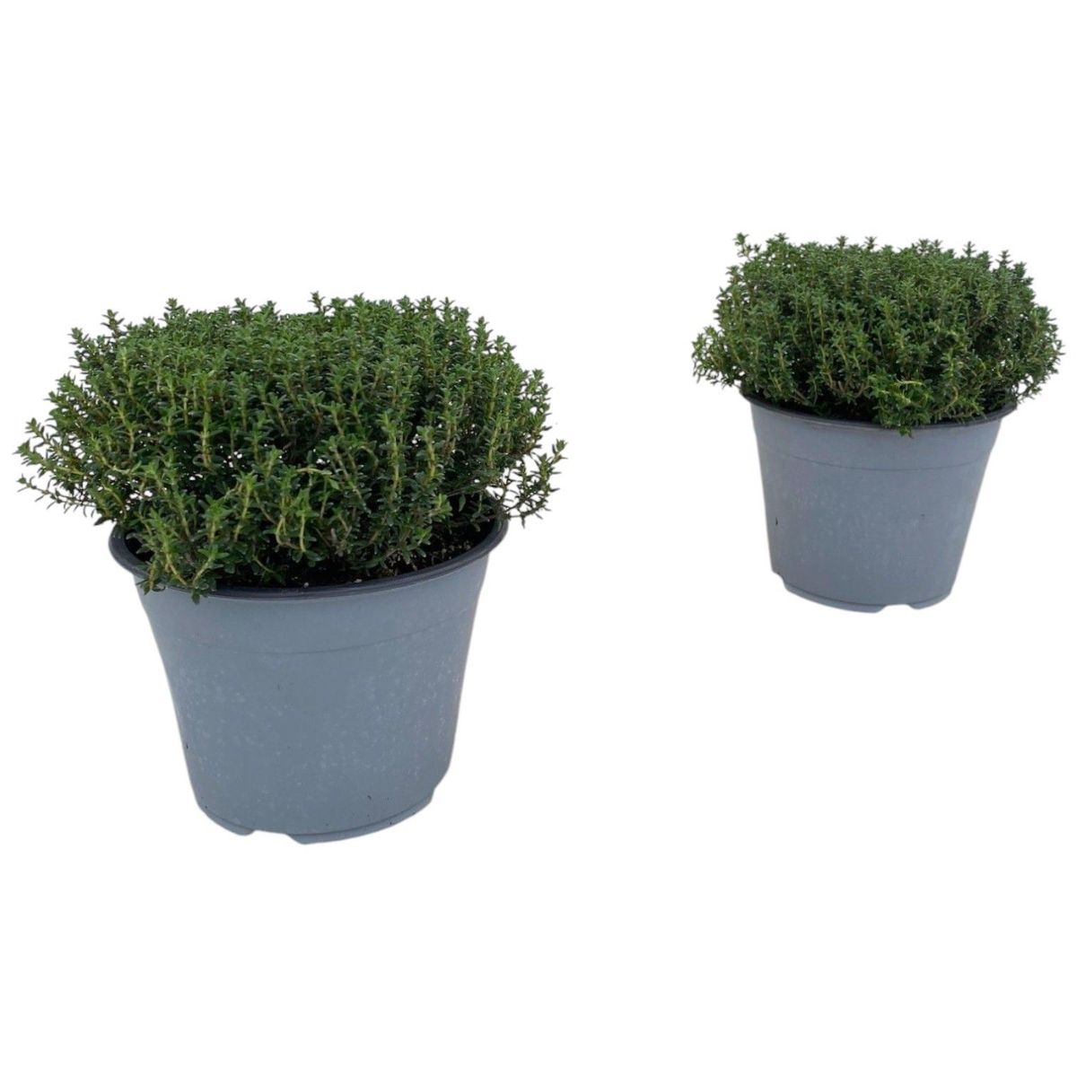 Thymus vulgaris 'Faustini' — Plant Wholesale FlorAccess