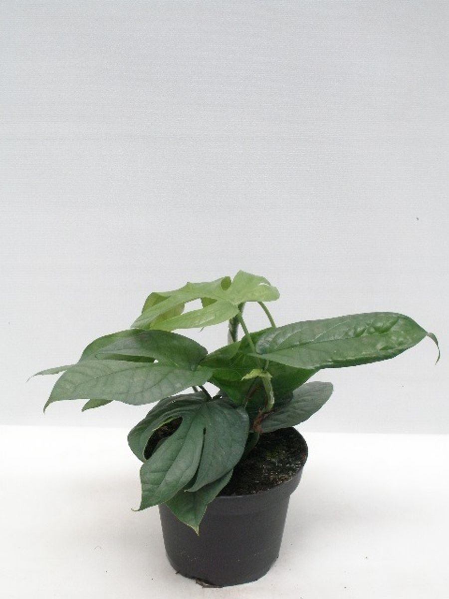 Amydrium medium SILVER — Pflanzengroßhandel FlorAccess