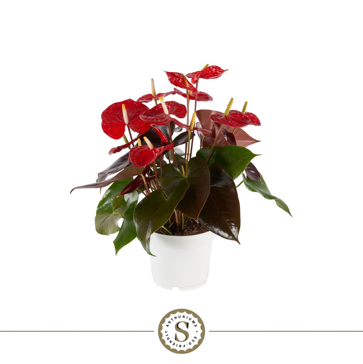 Anthurium CORAL CHAMPION — Plant Wholesale FlorAccess