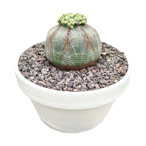 Euphorbia obesa — Рослини оптом FlorAccess