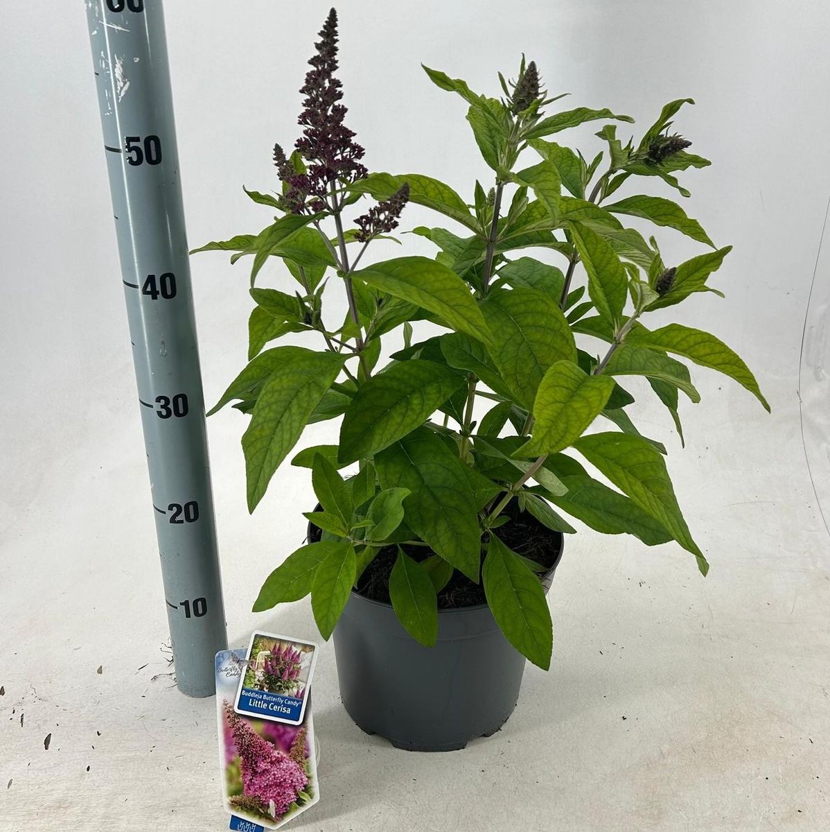 Buddleja davidii BUTTERFLY CANDY LITTLE CERISE — Plant Wholesale FlorAccess